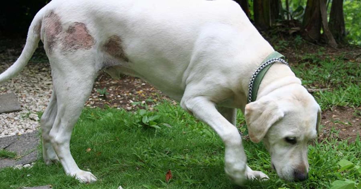 Black Bump on Dog: Causes, Treatment, and When to Worry