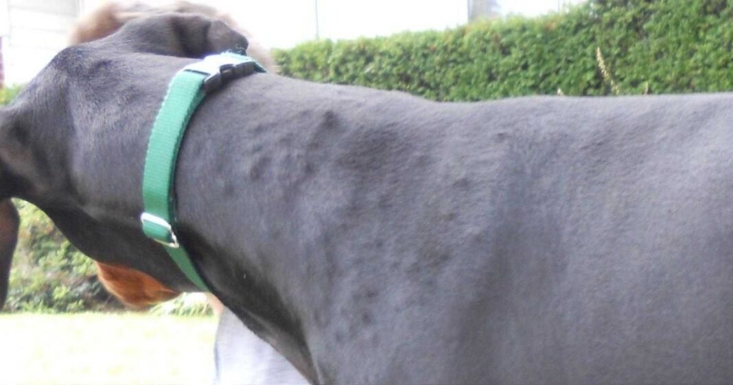 Black Bump on Dog: Causes, Treatment, and When to Worry